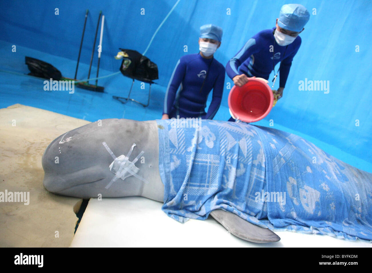 WHALE STRICKEN WITH MYSTERY DISEASE Vets carry out an operation on Tina ...