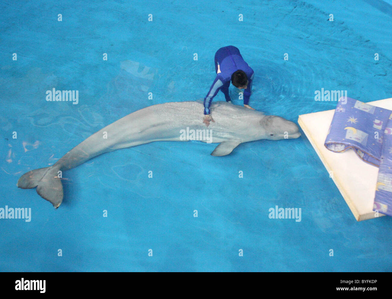 WHALE STRICKEN WITH MYSTERY DISEASE Vets carry out an operation on Tina ...