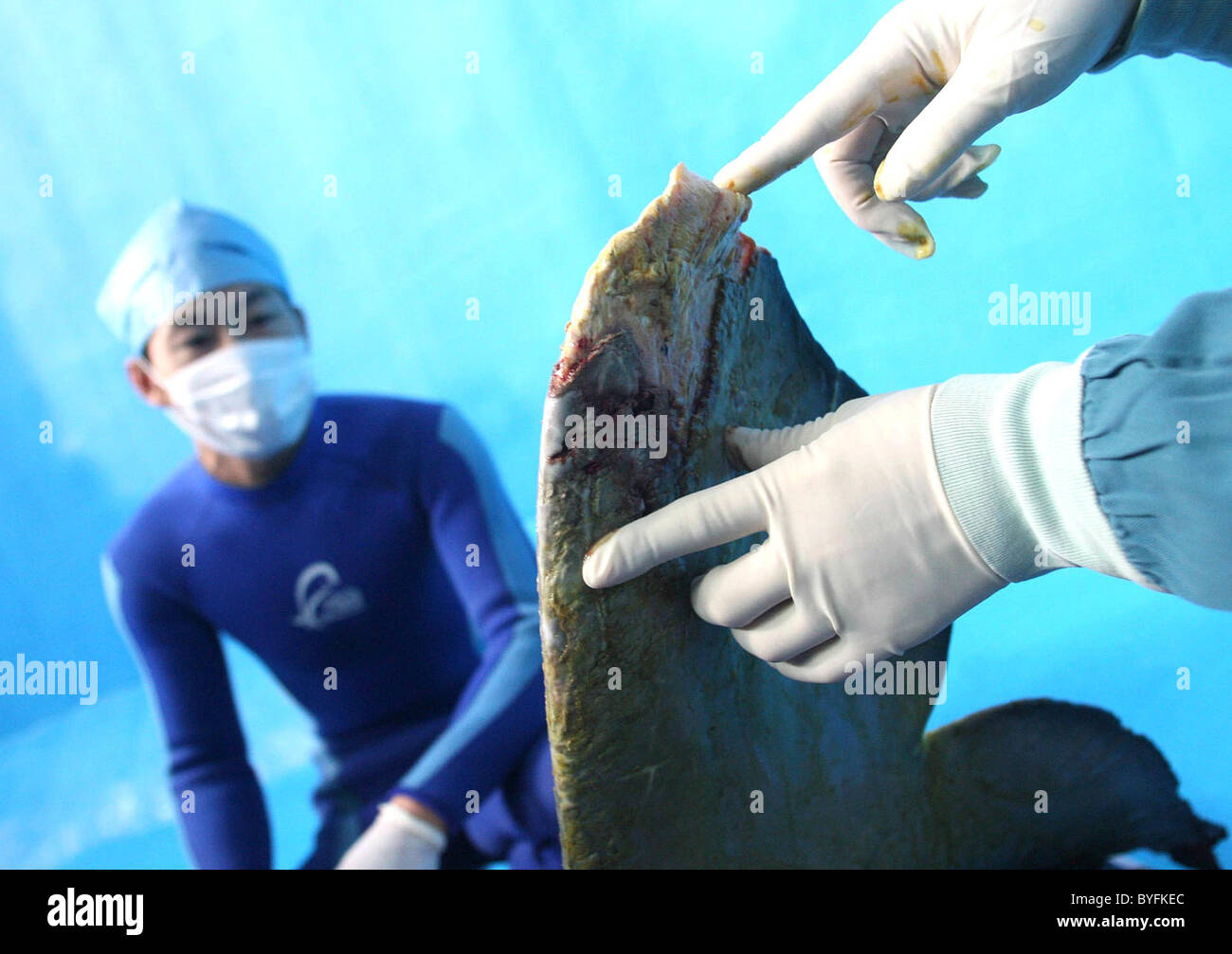 WHALE STRICKEN WITH MYSTERY DISEASE Vets carry out an operation on Tina ...