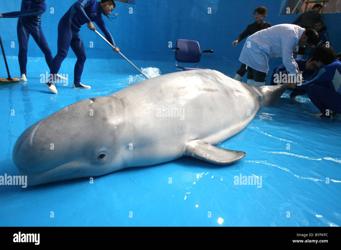 WHALE STRICKEN WITH MYSTERY DISEASE Vets carry out an operation on Tina ...