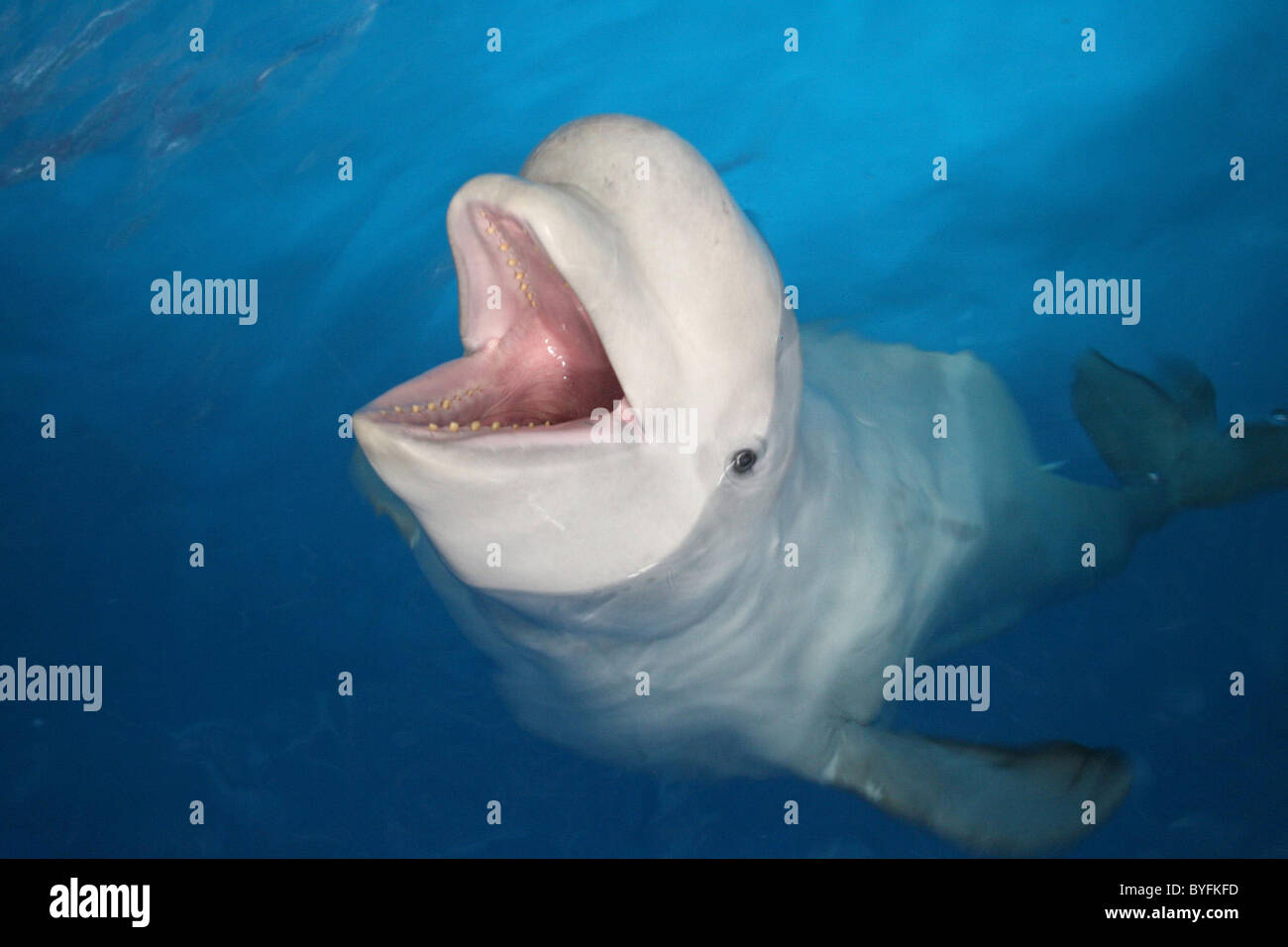 WHALE STRICKEN WITH MYSTERY DISEASE Vets carry out an operation on Tina ...