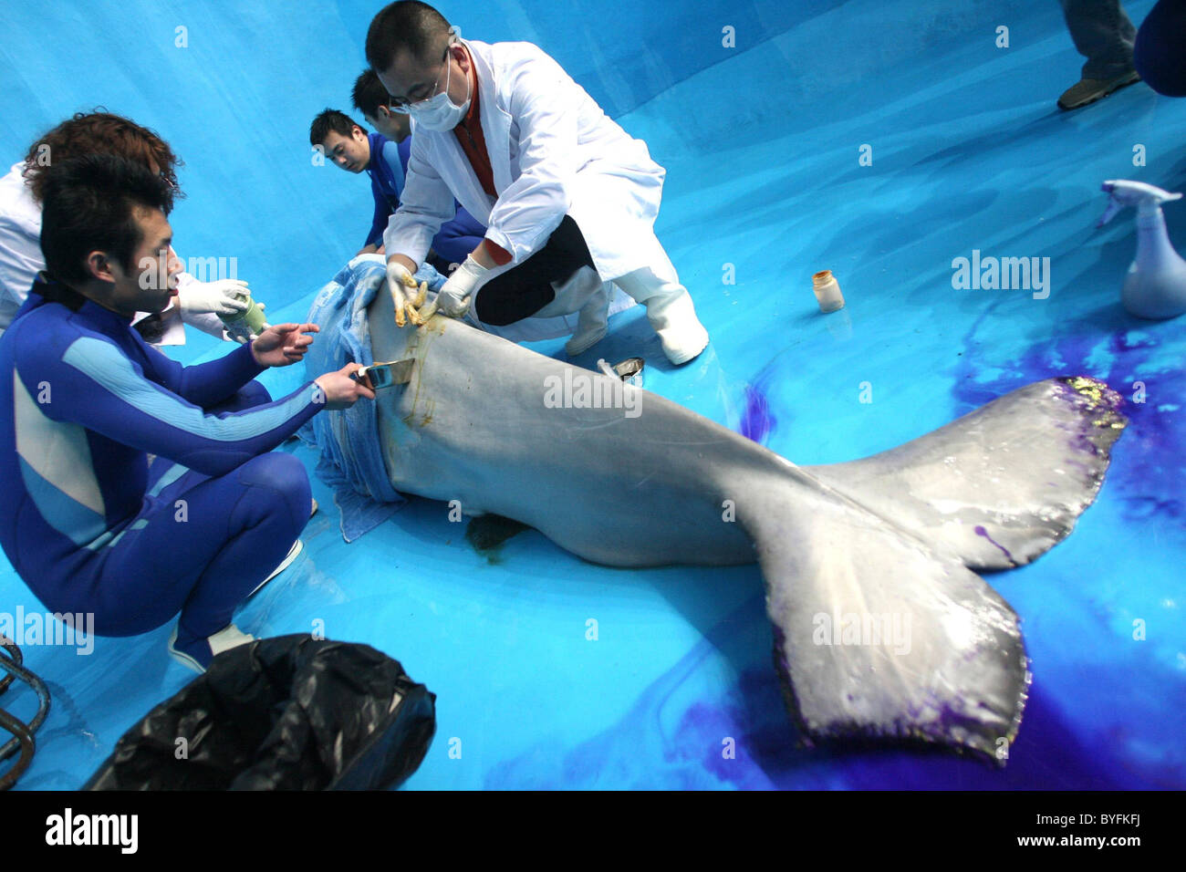 WHALE STRICKEN WITH MYSTERY DISEASE Vets carry out an operation on Tina ...