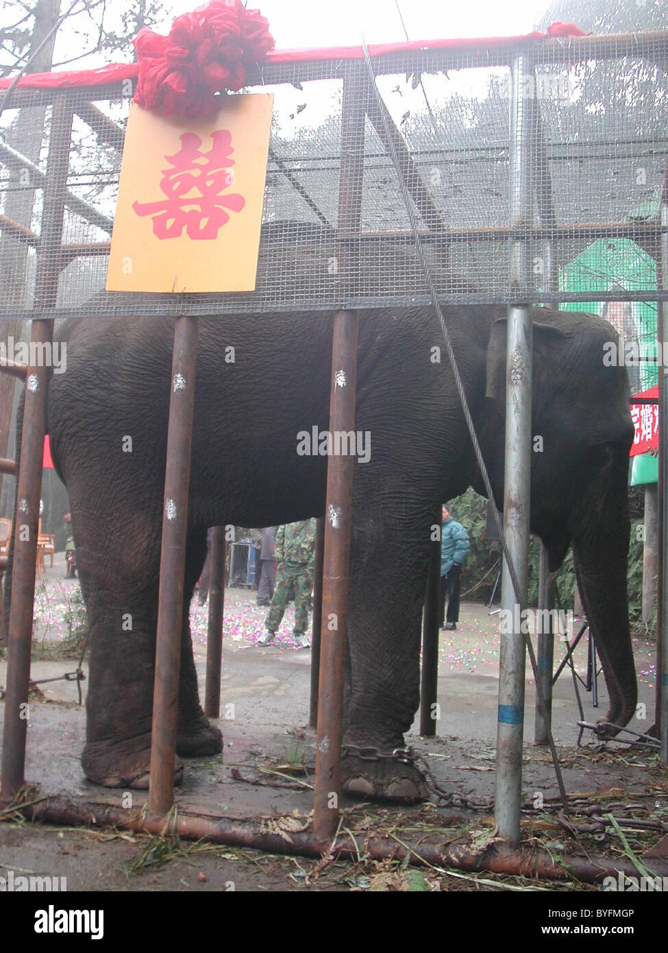 ELEPHANT HONEYMOON SUITE This cage is actually a bridal chamber - for ...