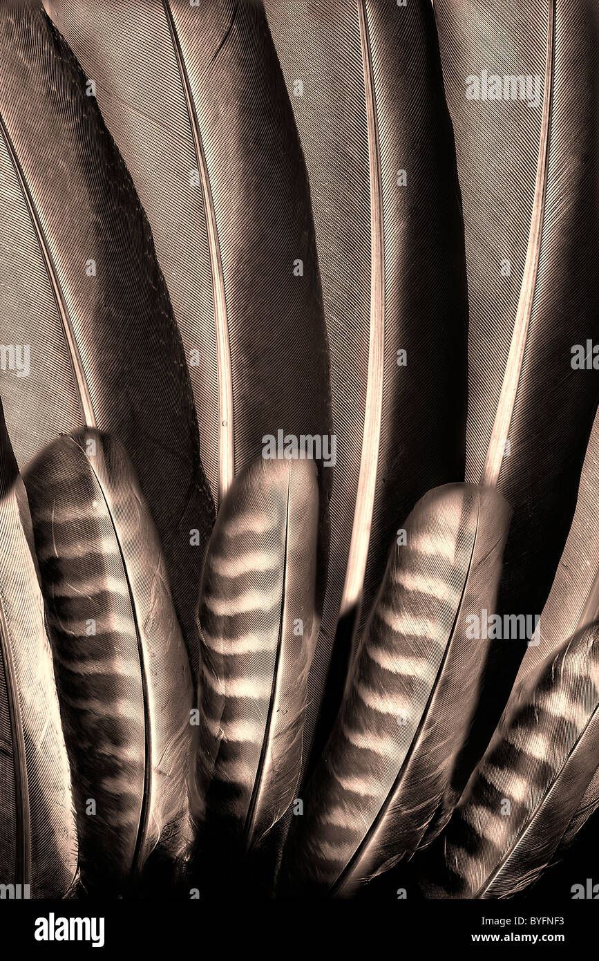 Group of feathers in a graphic arrangement Stock Photo - Alamy
