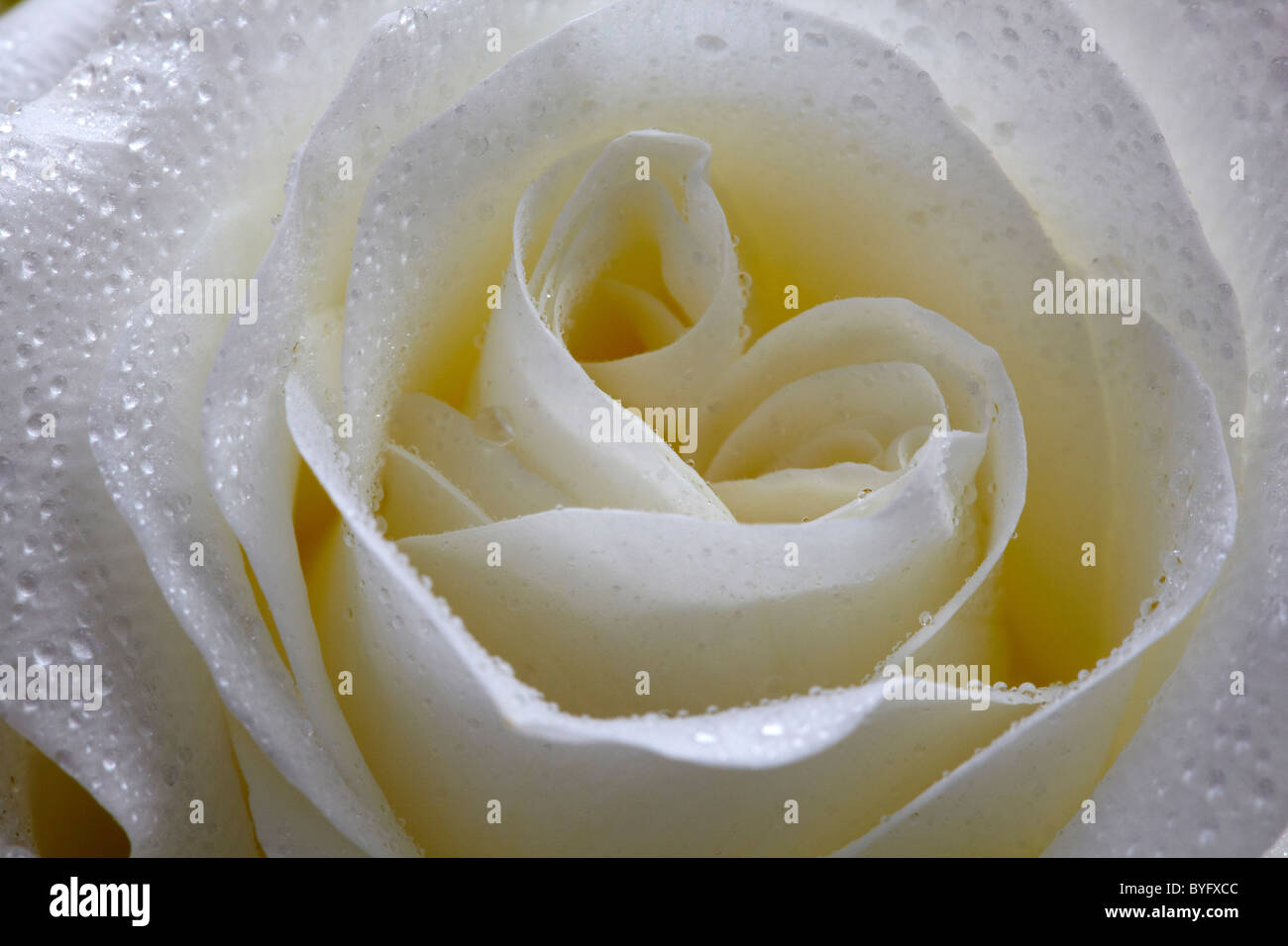 Close up of a White Rose with water droplets Stock Photo - Alamy