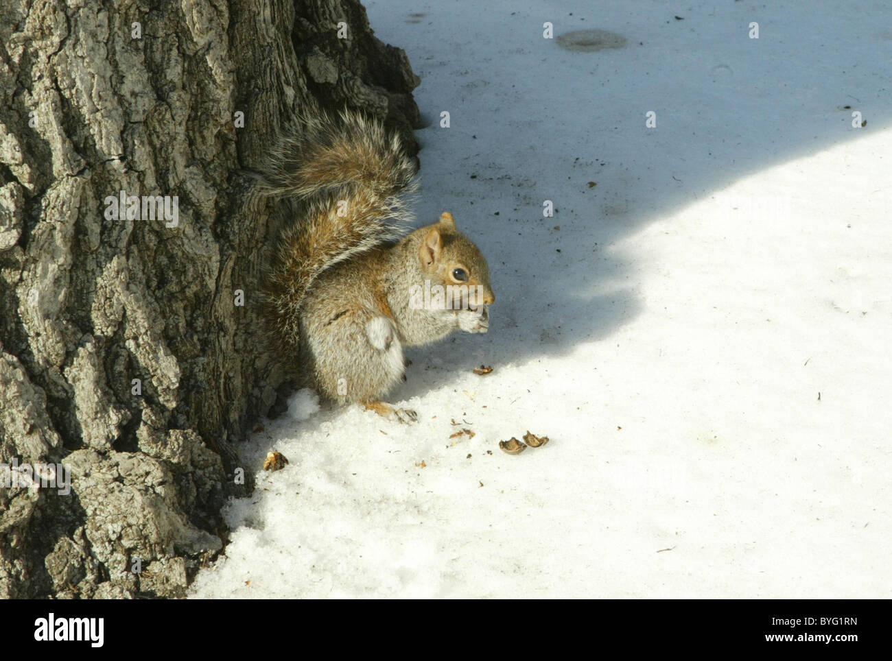 Squirrels on Capitol Hill are starving as they are unable to break the ...