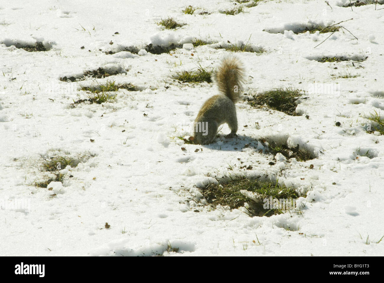 Squirrels on Capitol Hill are starving as they are unable to break the ...