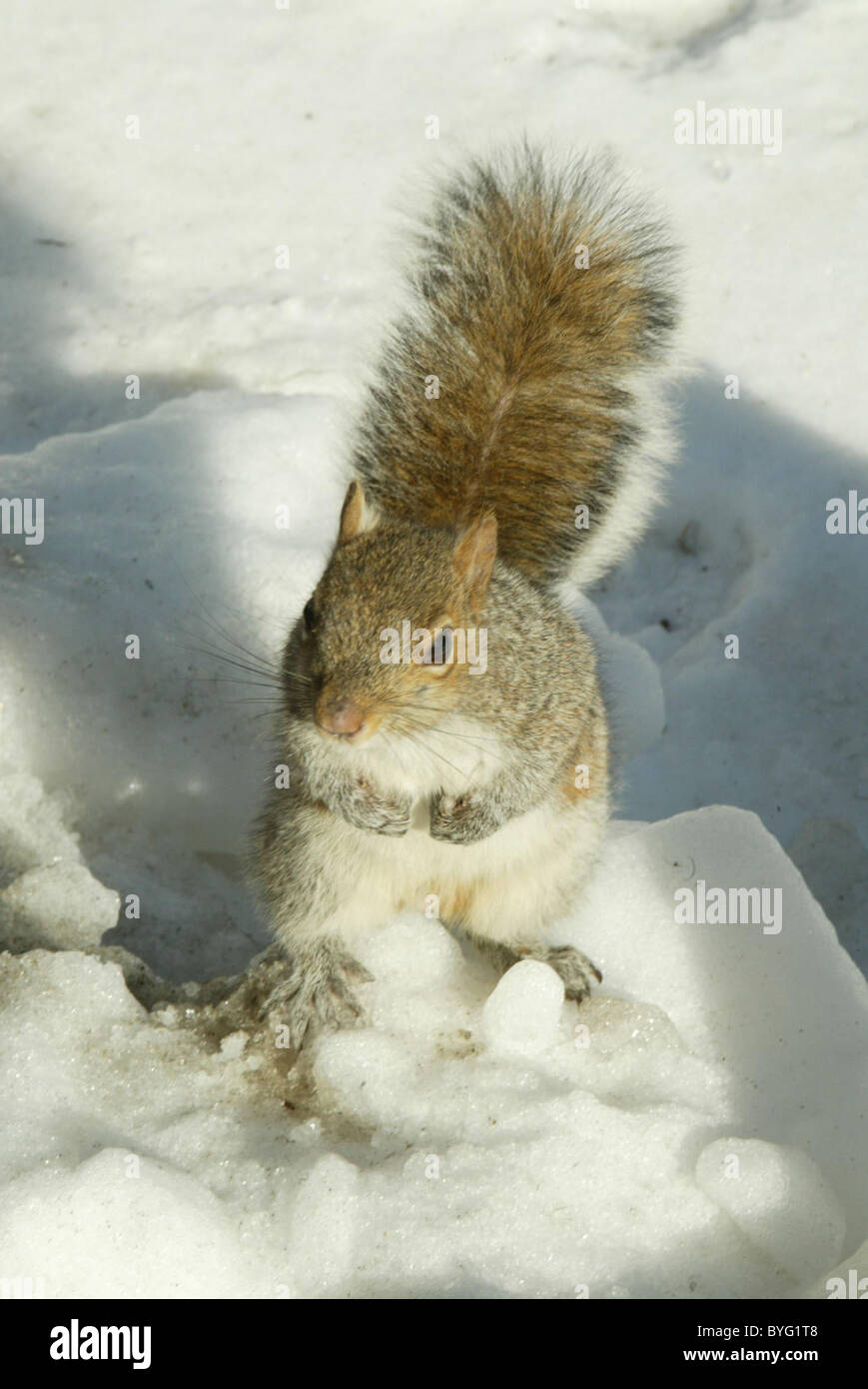 Squirrels on Capitol Hill are starving as they are unable to break the ...