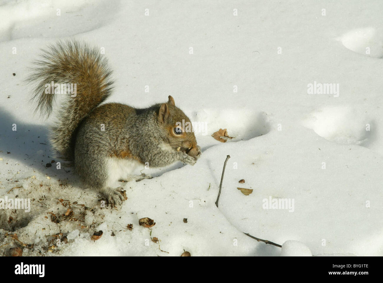 Squirrels on Capitol Hill are starving as they are unable to break the ...