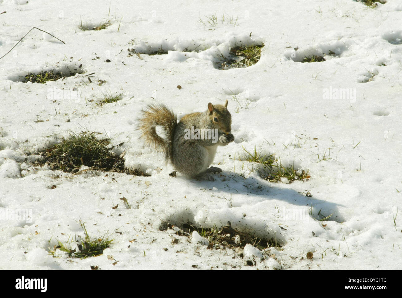 Squirrels on Capitol Hill are starving as they are unable to break the ...