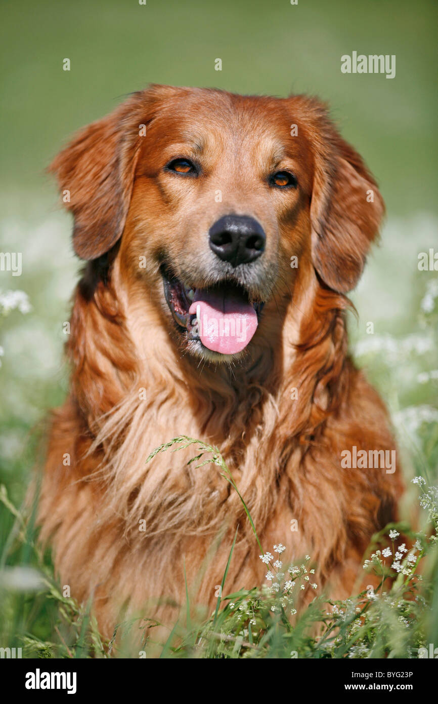 Brauner mischling hi-res stock photography and images - Alamy