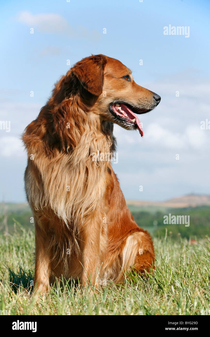 Brauner mischling hi-res stock photography and images - Alamy