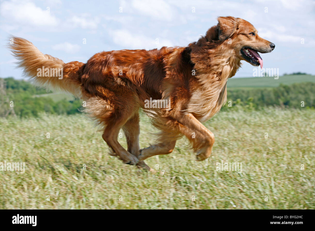 Brauner mischling hi-res stock photography and images - Alamy