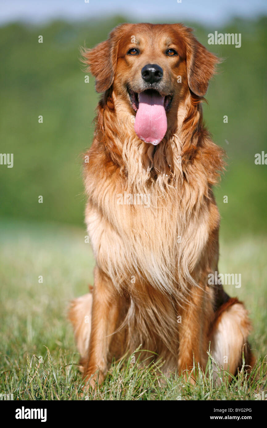 Brauner mischling hi-res stock photography and images - Alamy