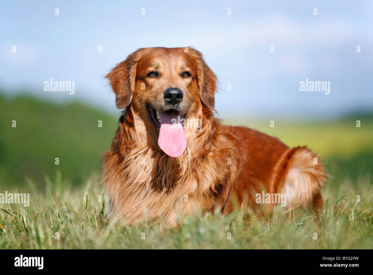 Brauner mischling hi-res stock photography and images - Alamy