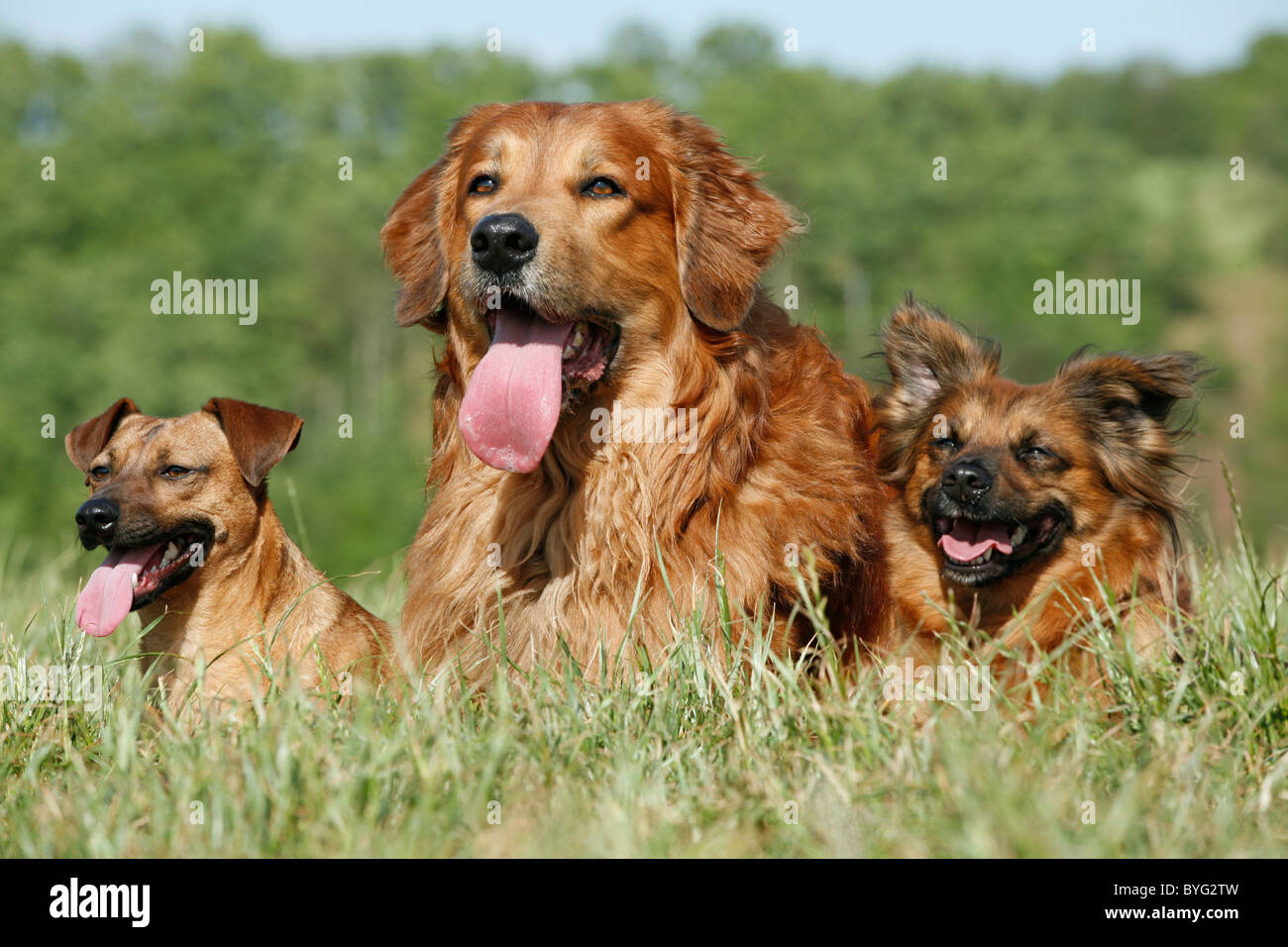 Brauner mischling hi-res stock photography and images - Alamy