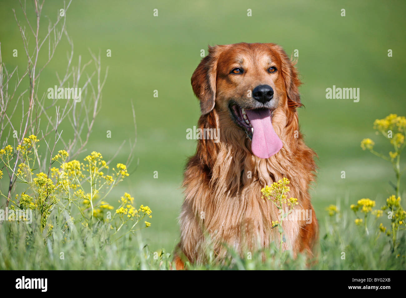Brauner mischling hi-res stock photography and images - Alamy