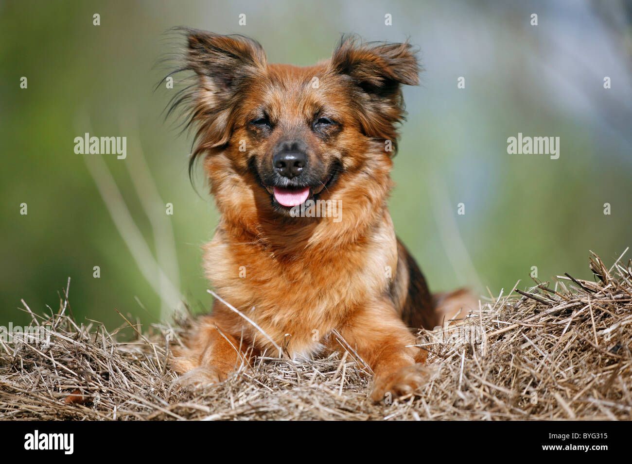 Brauner mischling hi-res stock photography and images - Alamy