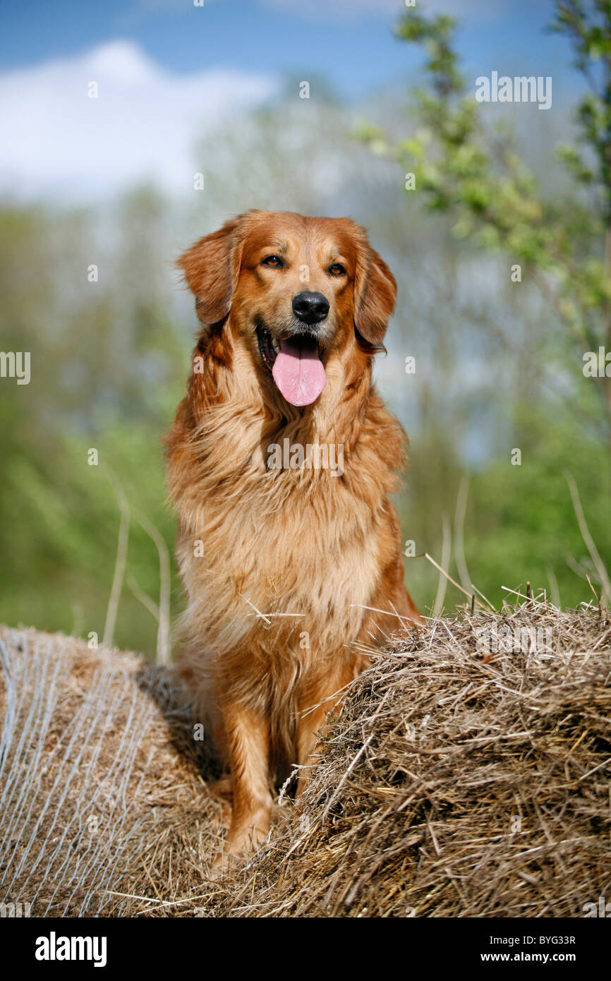 Brauner mischling hi-res stock photography and images - Alamy