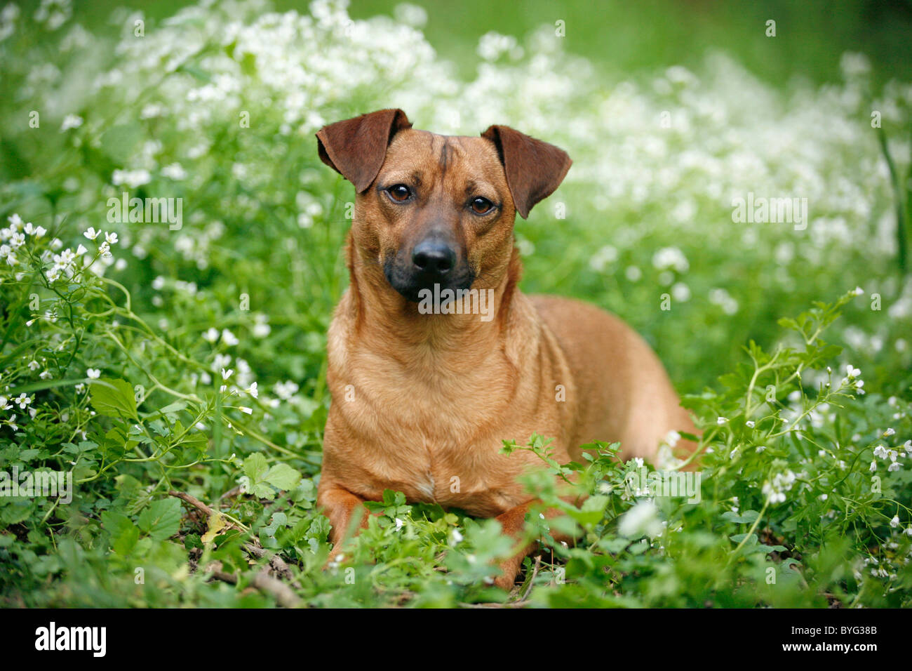 Mischling / crossbreed Stock Photo - Alamy