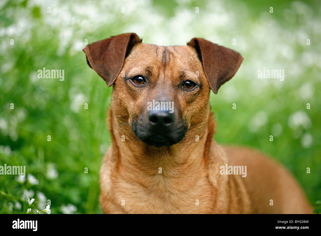Mischling / crossbreed Stock Photo - Alamy