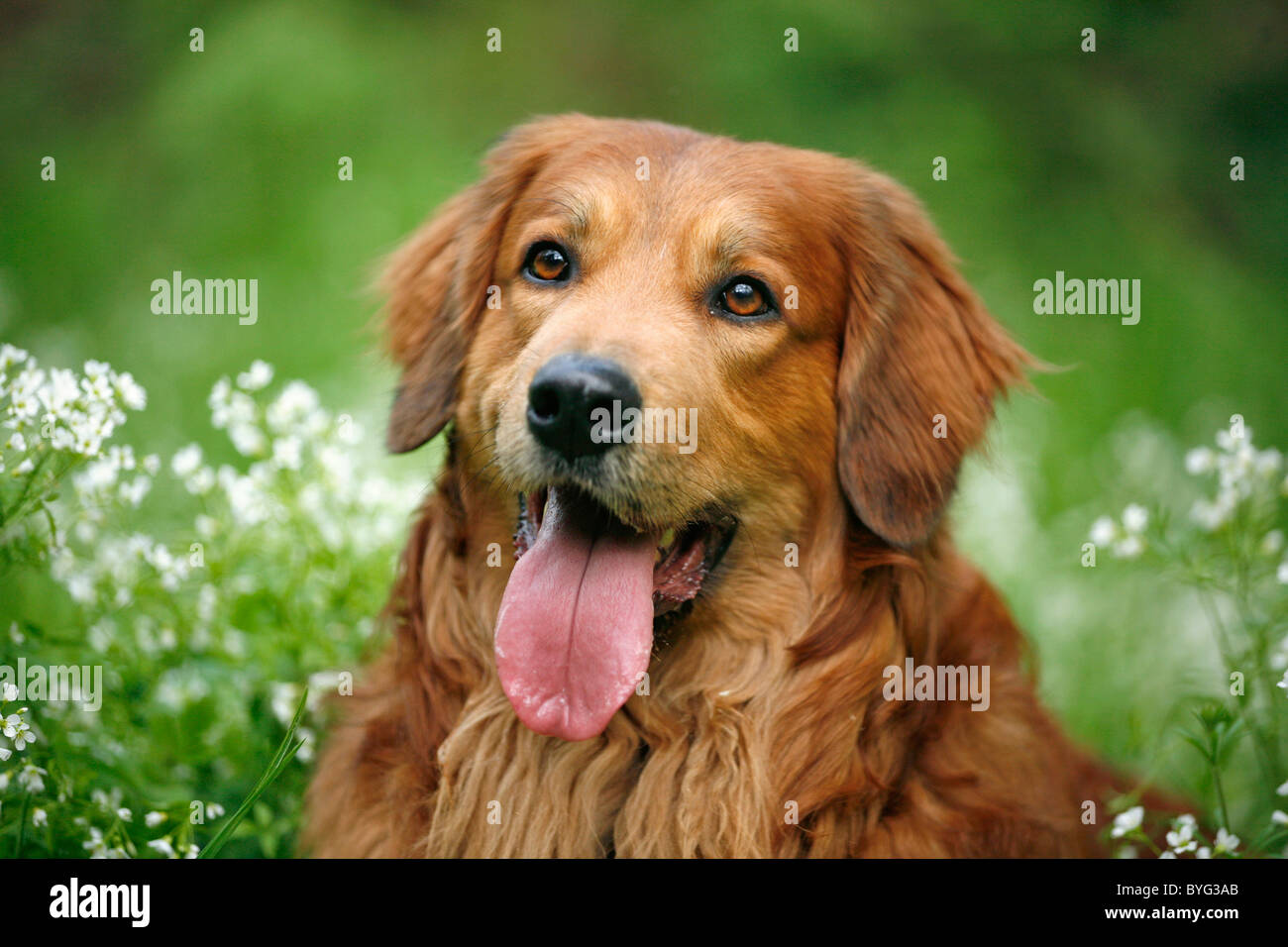 Brauner mischling hi-res stock photography and images - Alamy