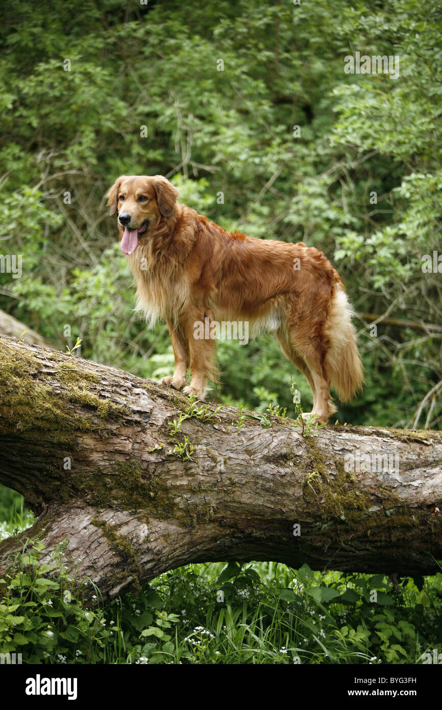 Brauner mischling hi-res stock photography and images - Alamy