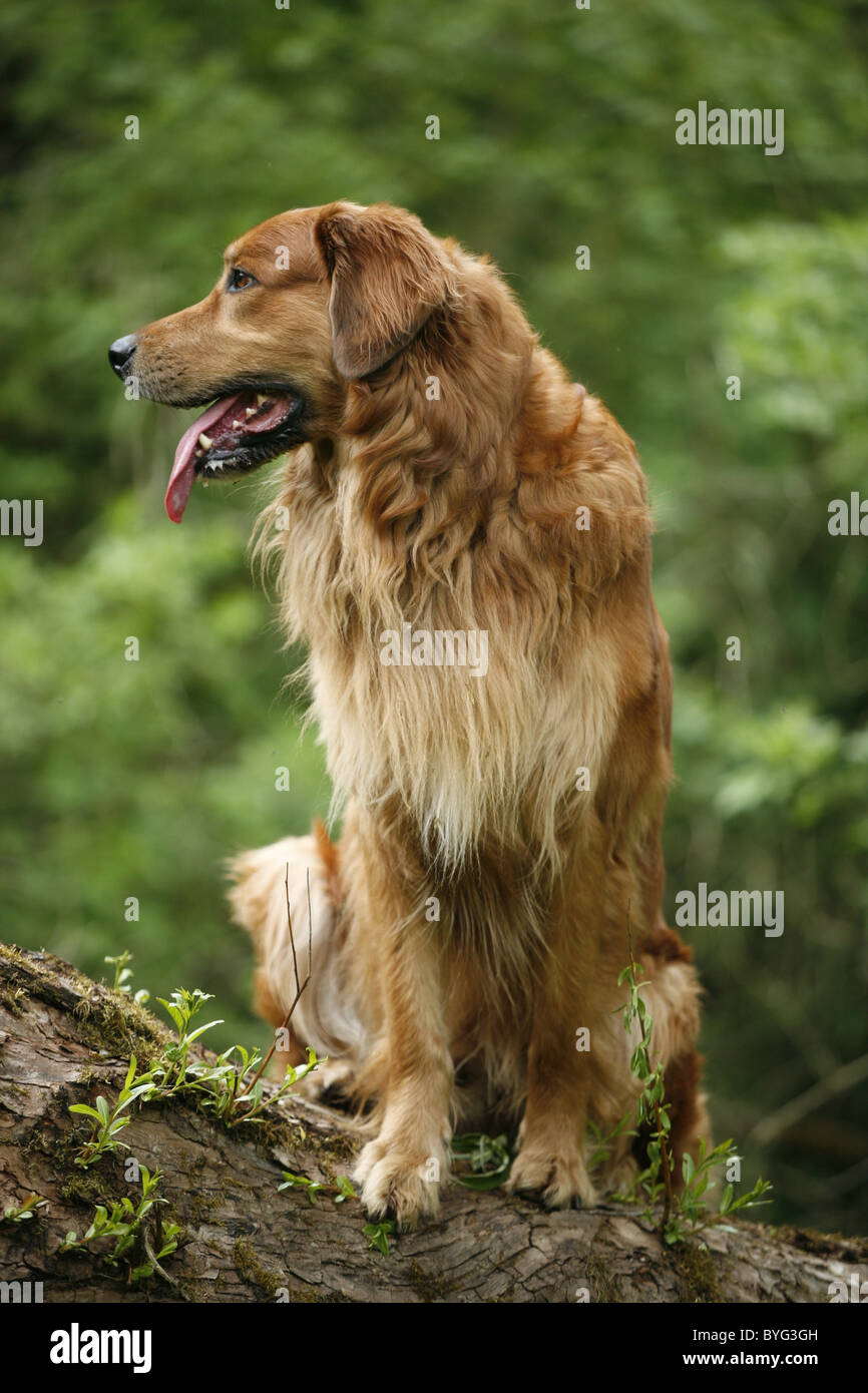 Brauner mischling hi-res stock photography and images - Alamy