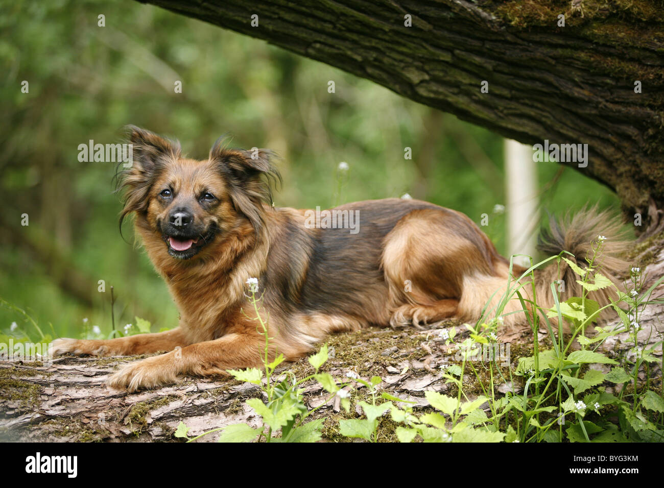 Mischling / crossbreed Stock Photo - Alamy