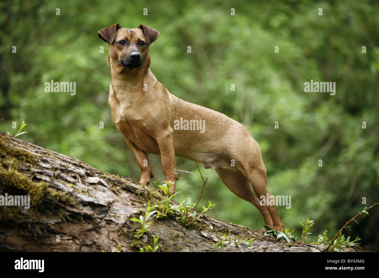 Brauner mischling hi-res stock photography and images - Alamy