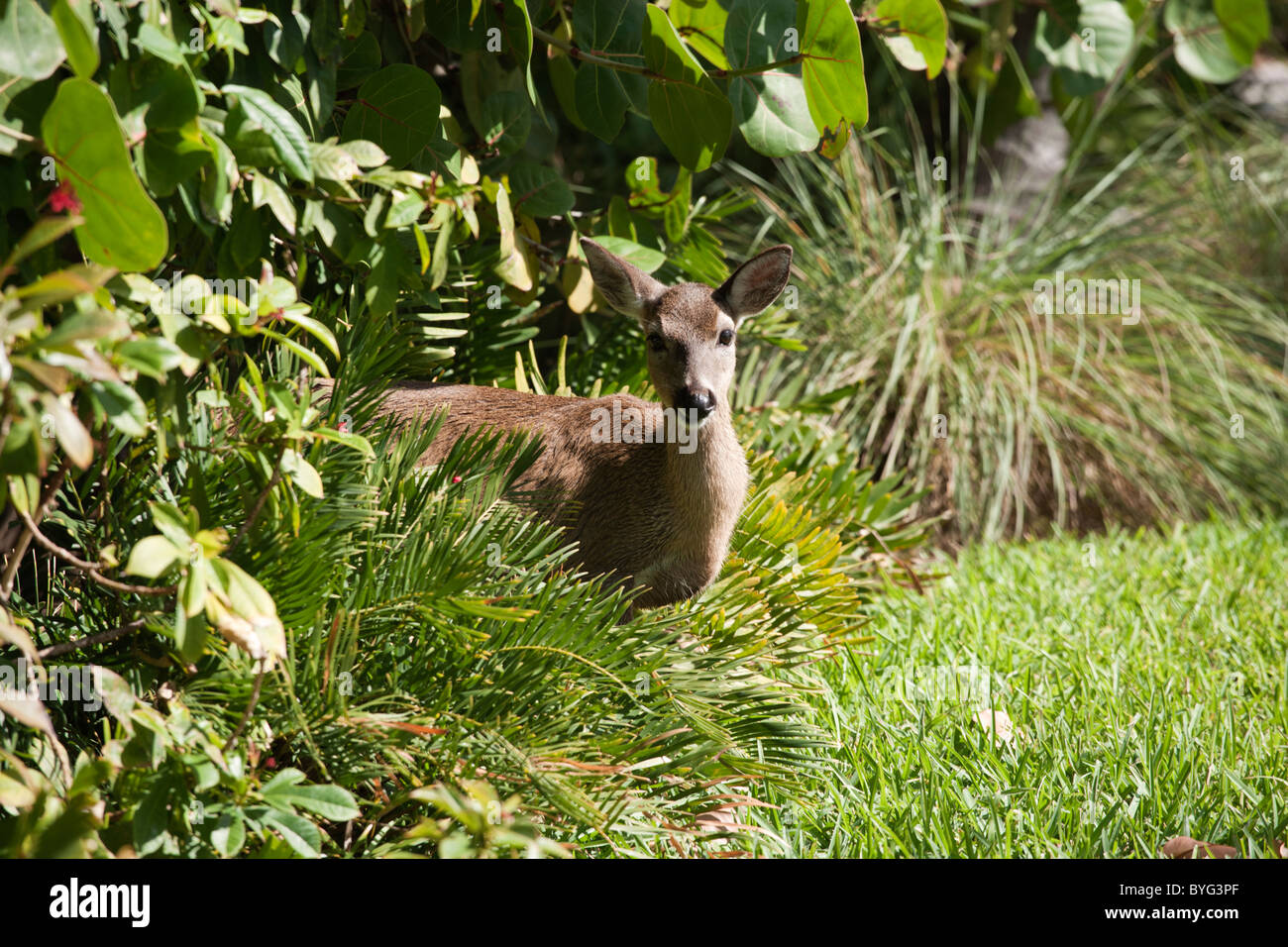 key deer wild wildlife Florida US USA America Stock Photo - Alamy