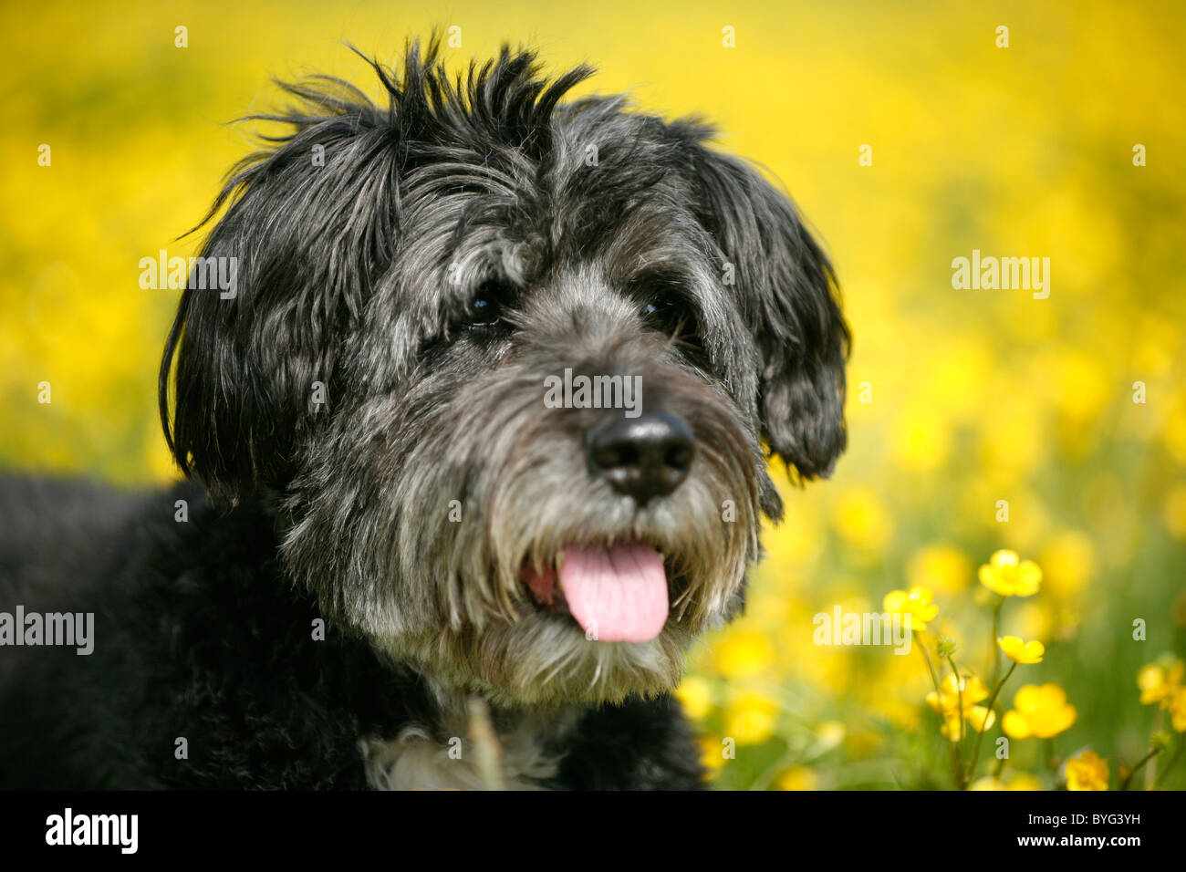 Dog in flowers hi-res stock photography and images - Alamy
