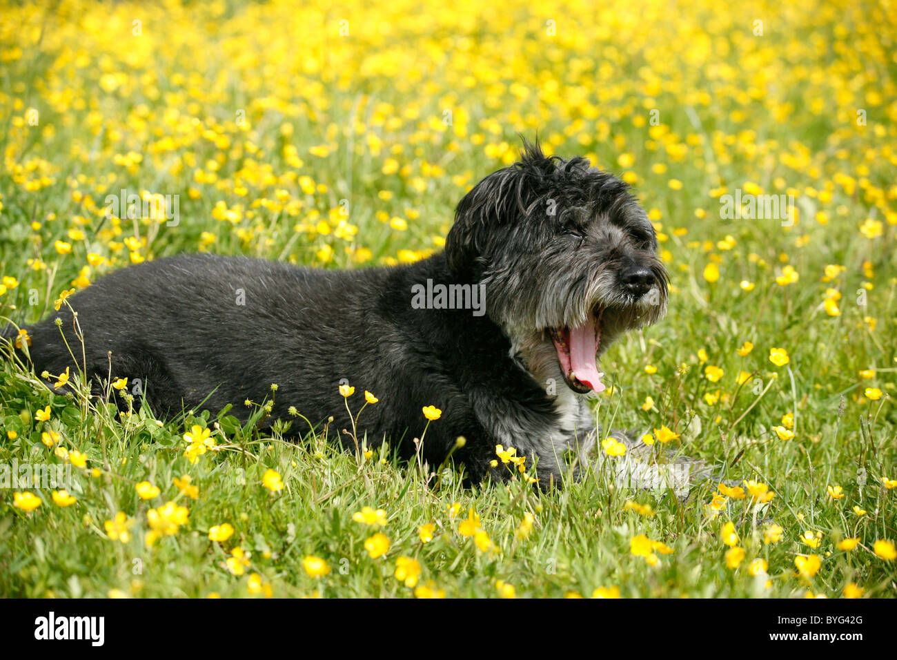 Dog in flowers hi-res stock photography and images - Alamy