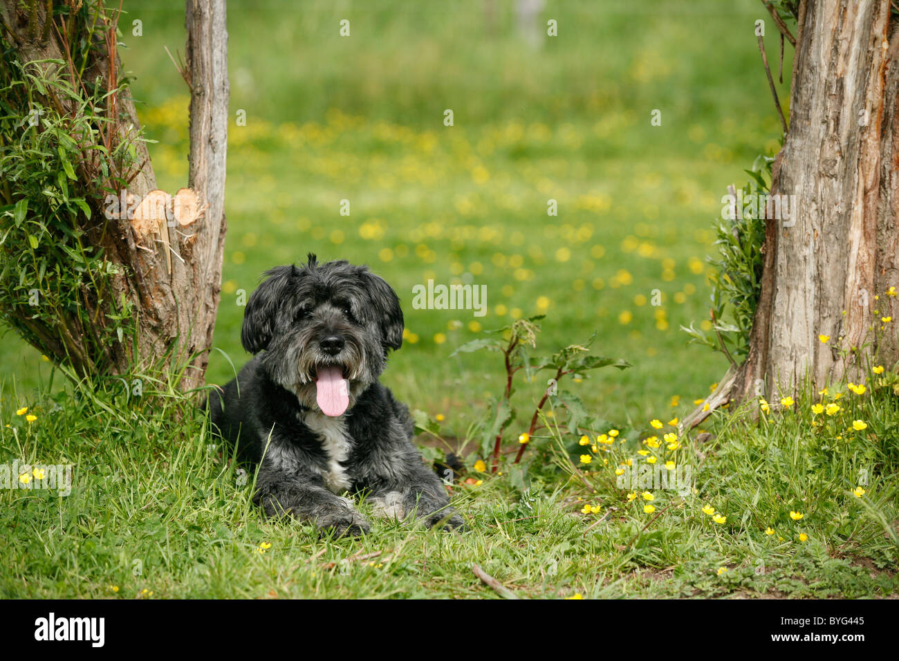 Mischling / crossbreed Stock Photo - Alamy