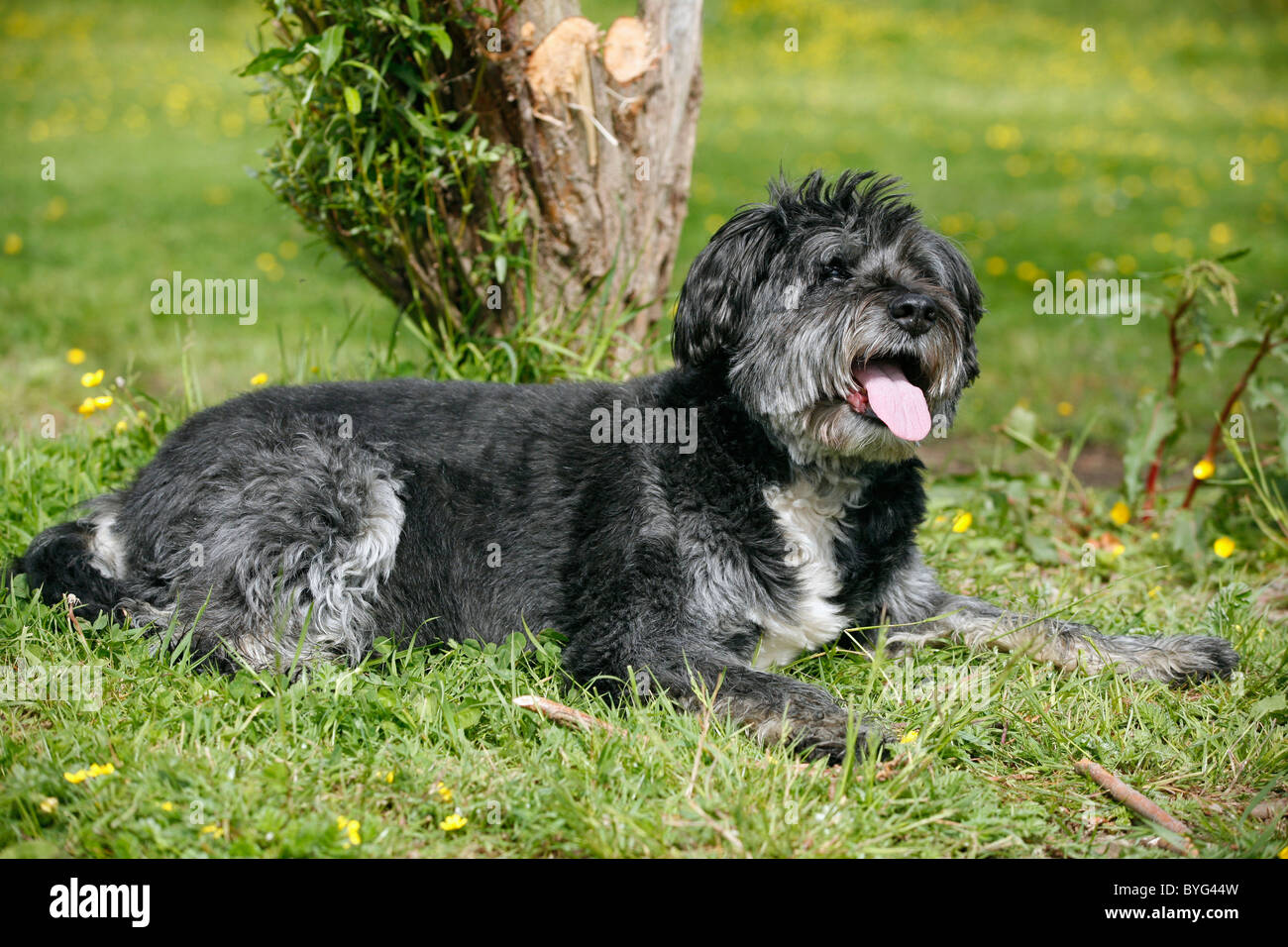 Mischling / crossbreed Stock Photo - Alamy