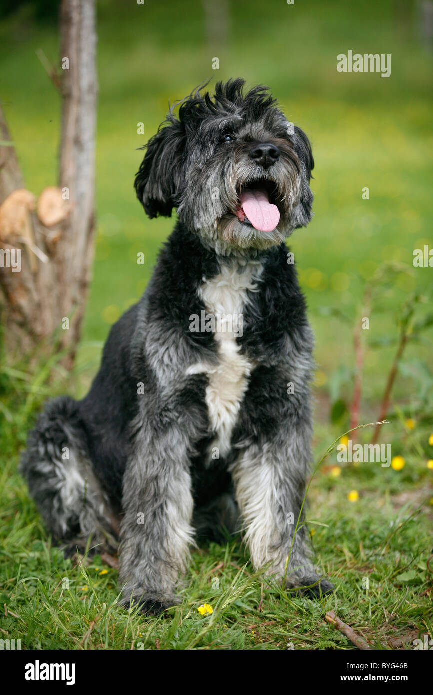 Mischling / crossbreed Stock Photo - Alamy