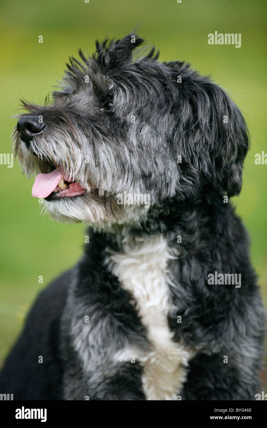 Mischling / crossbreed Stock Photo - Alamy
