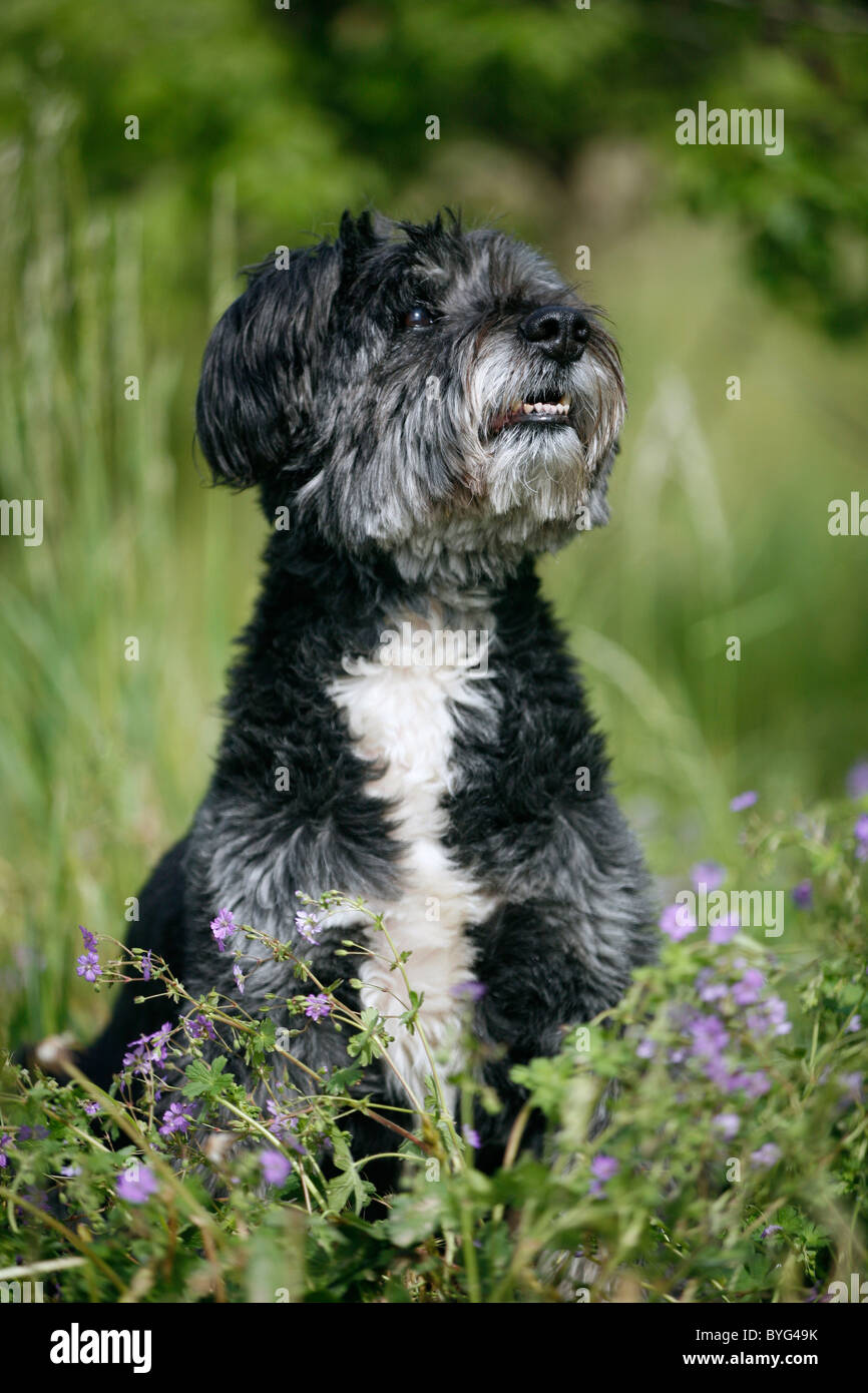 Mischling crossbreed hi-res stock photography and images - Alamy