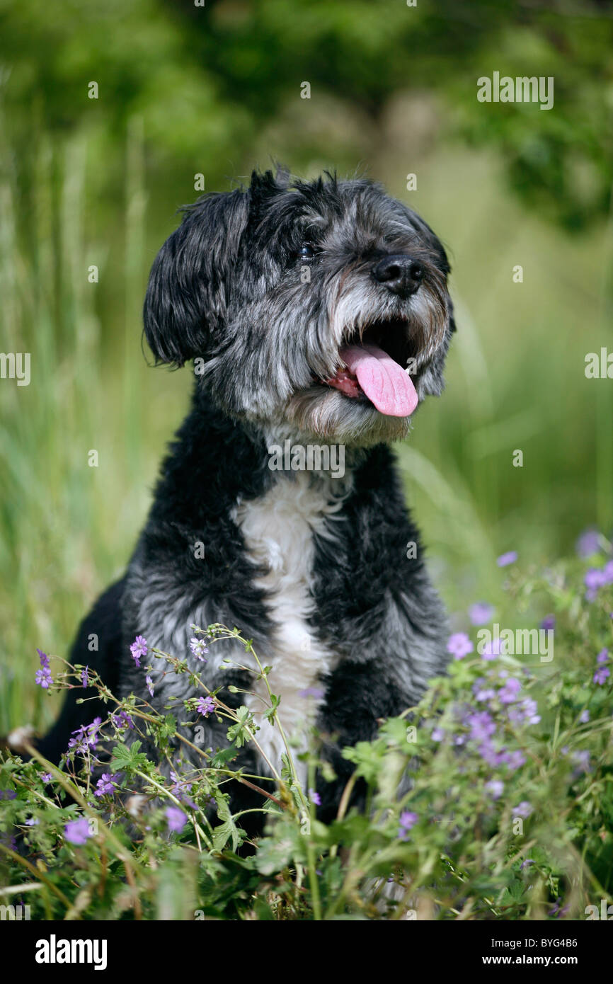 Mischling / crossbreed Stock Photo - Alamy