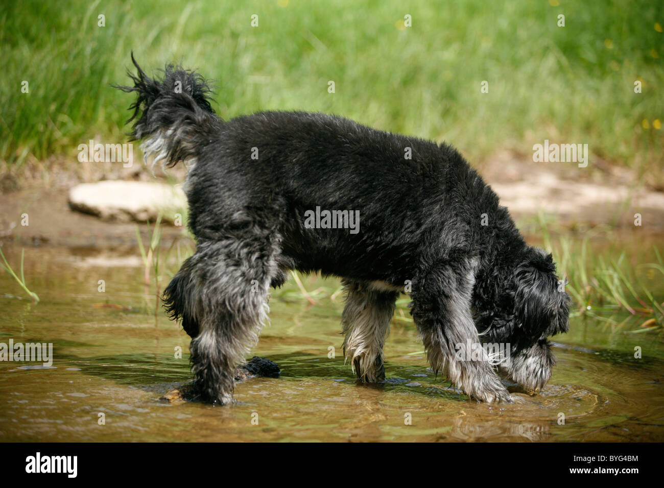 Mischling / crossbreed Stock Photo - Alamy