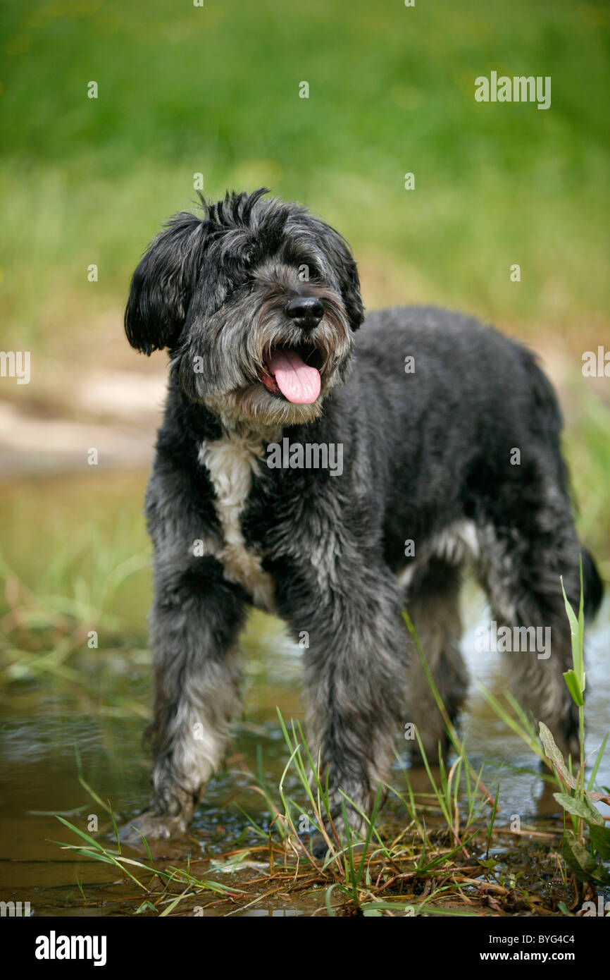 Crossbreed hi-res stock photography and images - Alamy