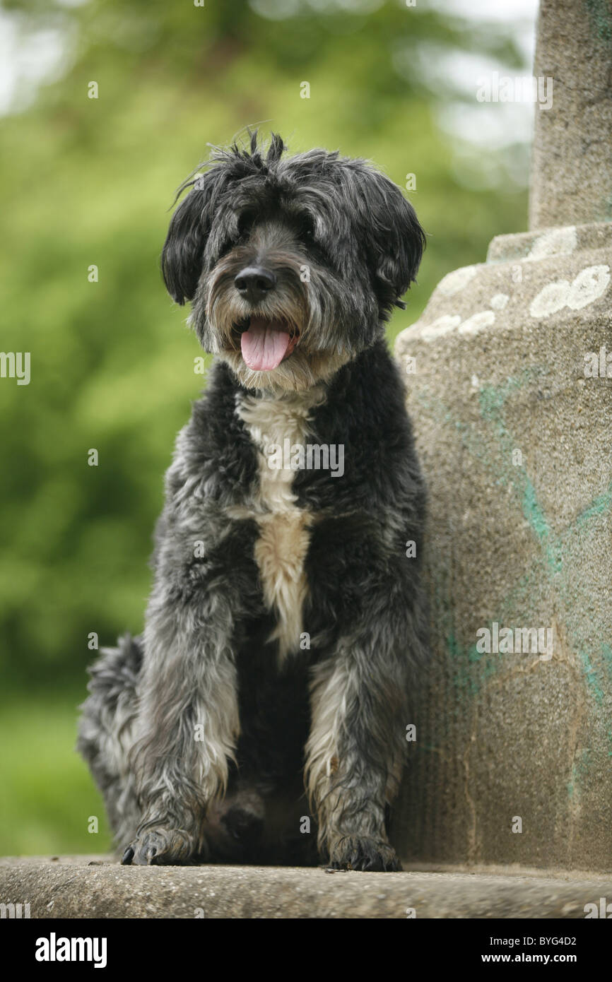 Mischling / crossbreed Stock Photo - Alamy