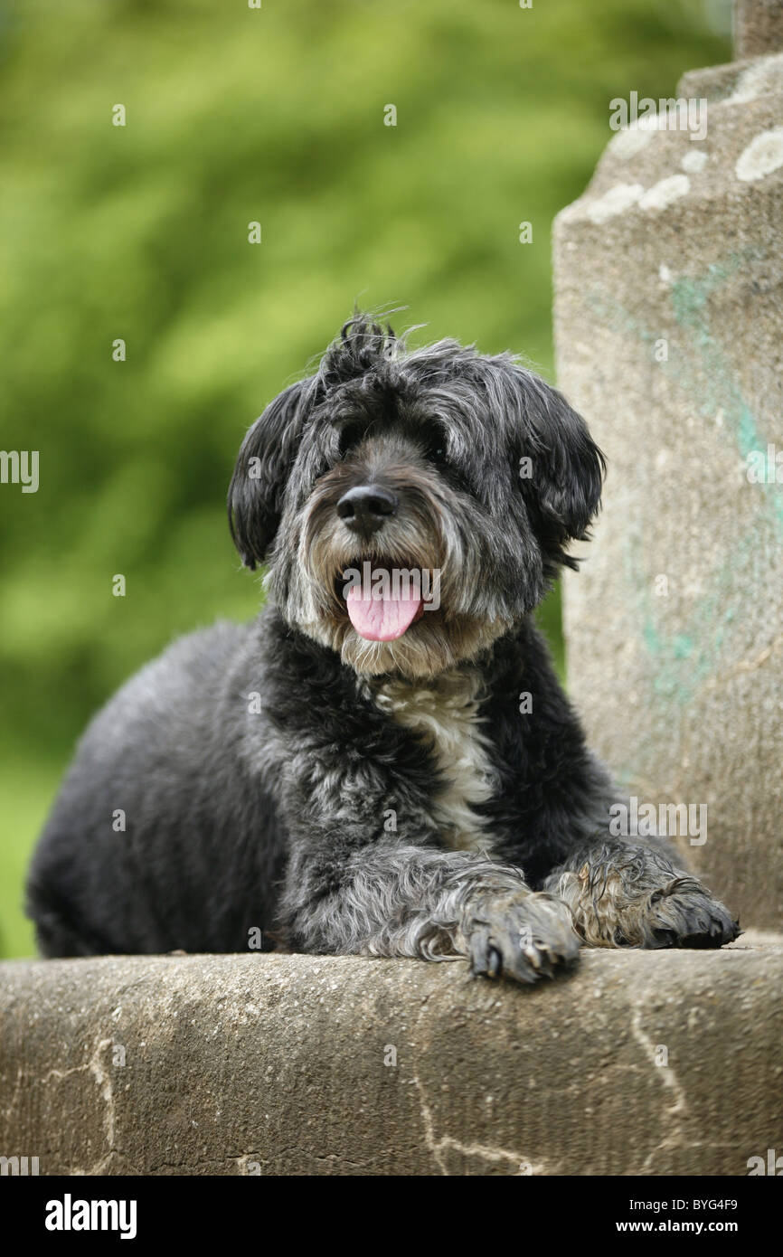 Mischling / crossbreed Stock Photo - Alamy