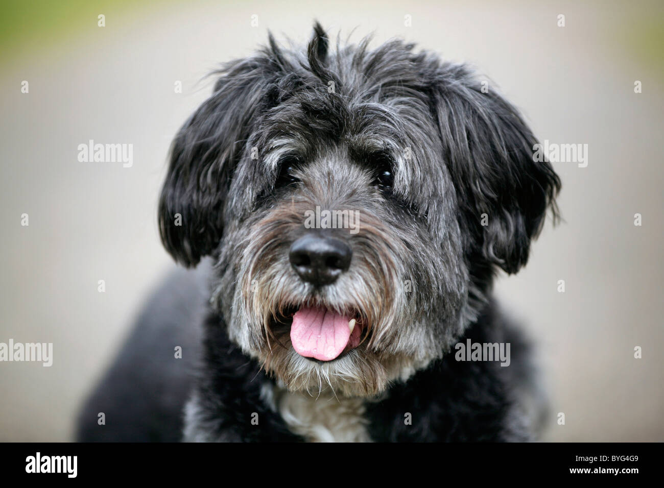 Mischling / crossbreed Stock Photo - Alamy