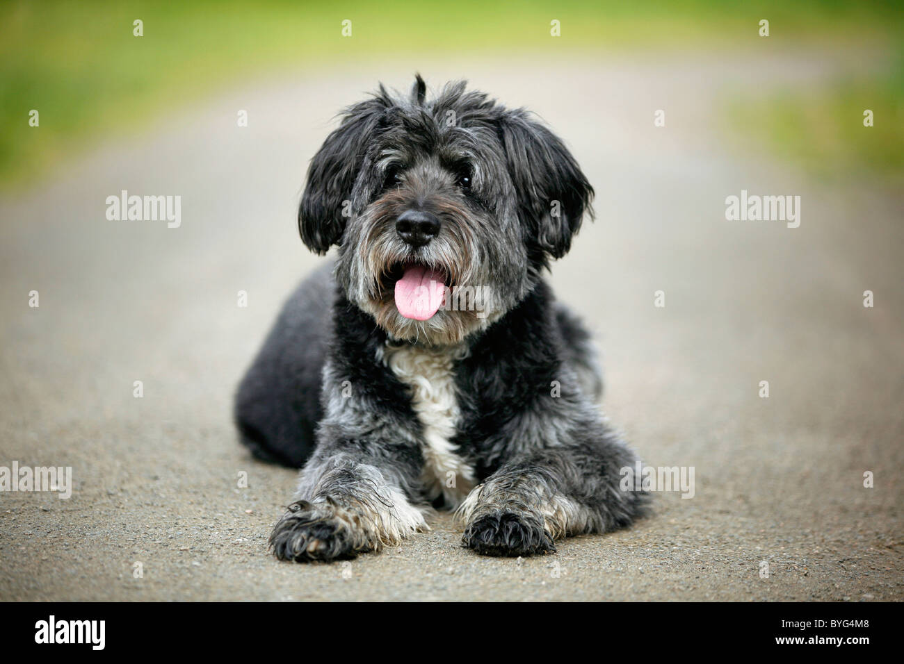 Mischling / crossbreed Stock Photo - Alamy