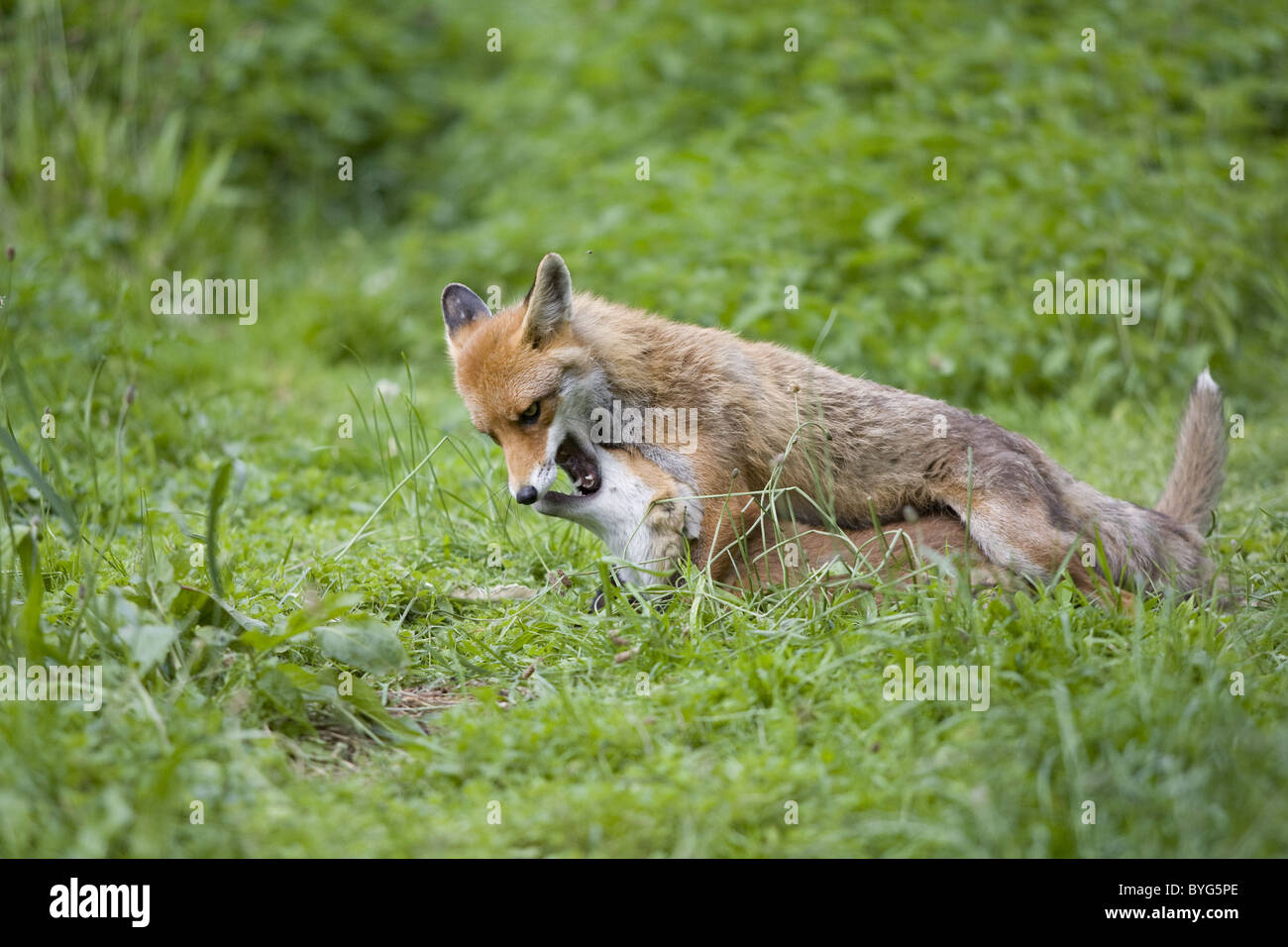 European red fox mating hi-res stock photography and images - Alamy