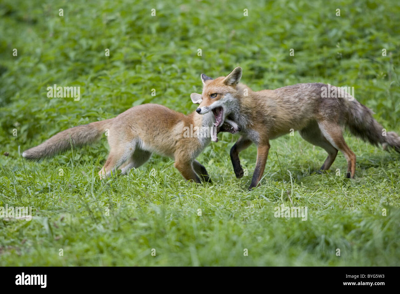 Foxes mating hi-res stock photography and images - Alamy
