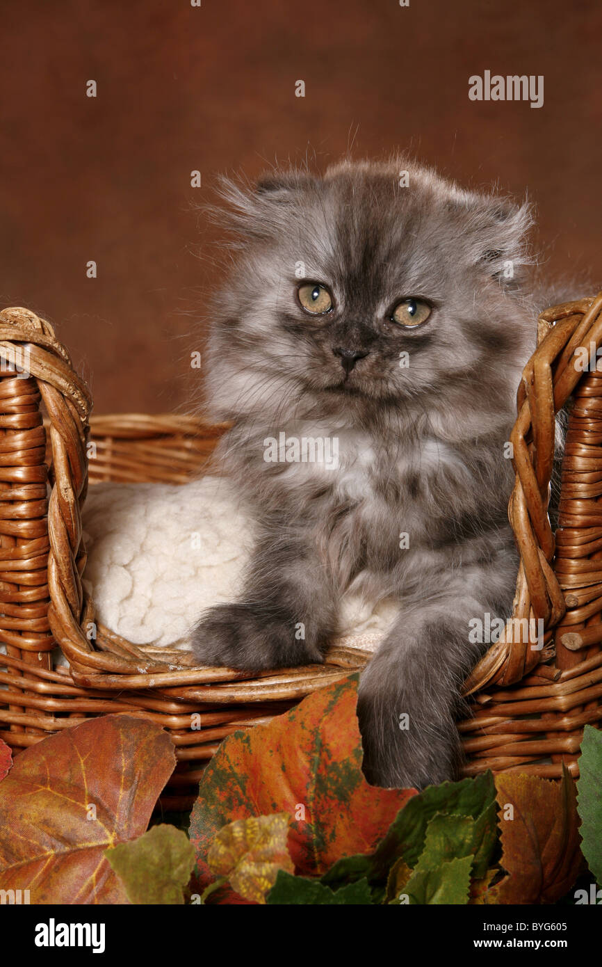Highland Fold Kitten Stock Photo - Alamy