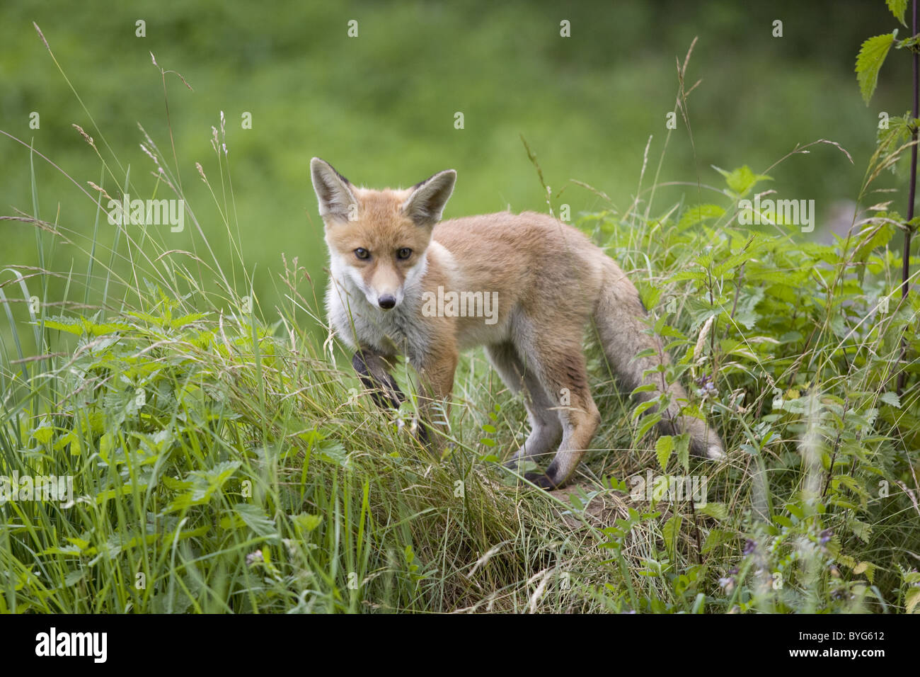 Wilder fuchs hi-res stock photography and images - Alamy