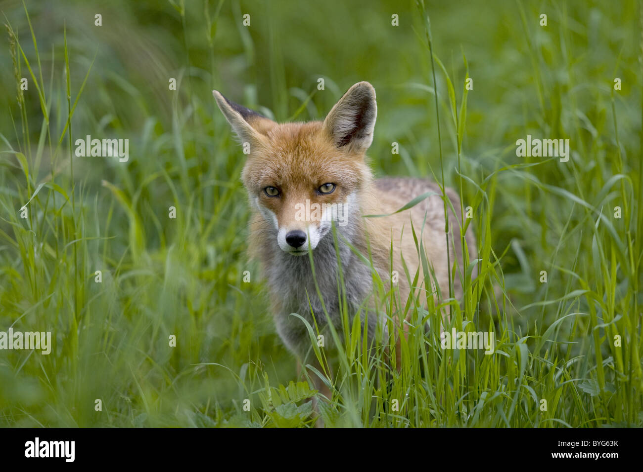 Wilde vulpes vulpes hi-res stock photography and images - Alamy